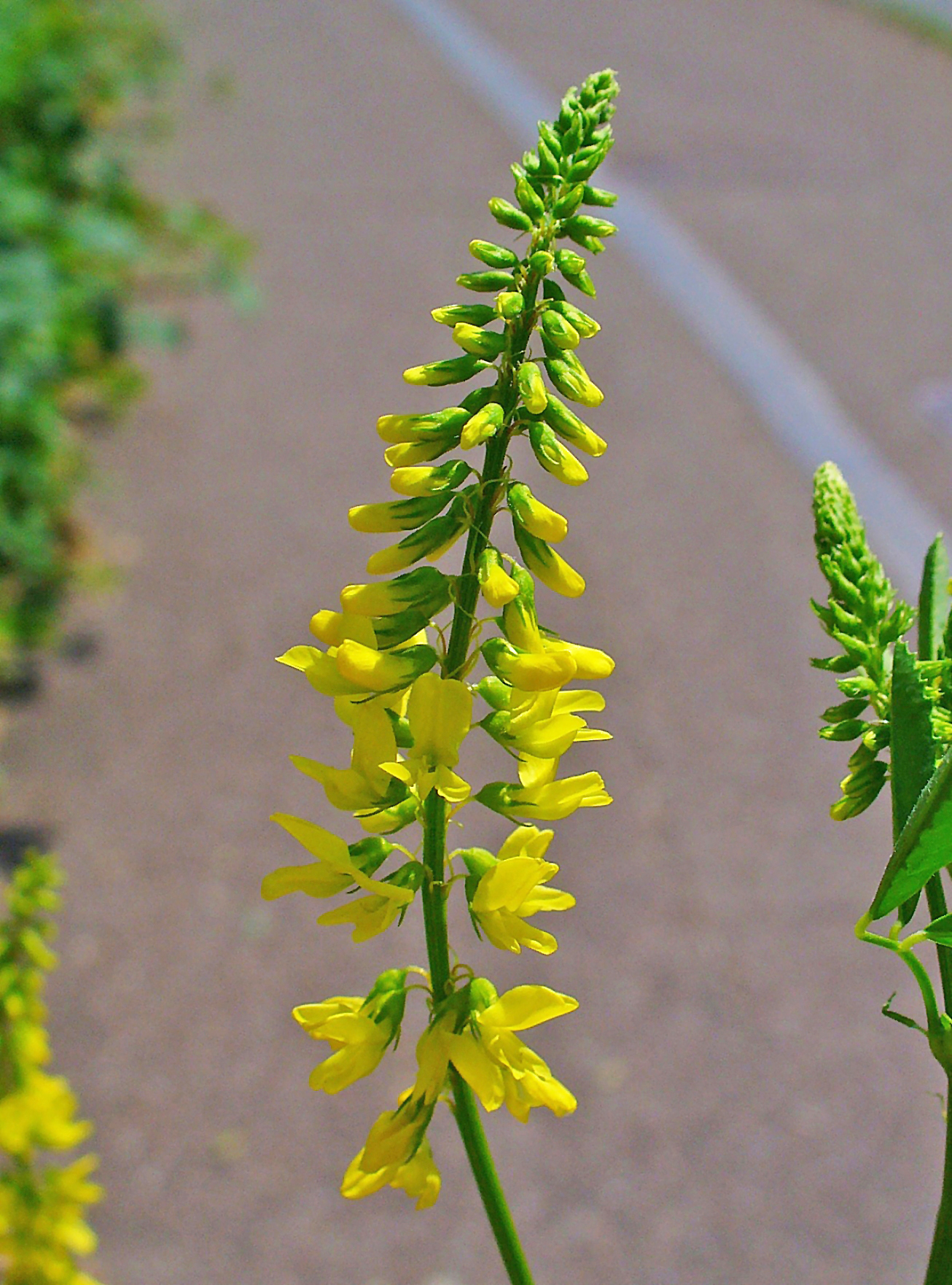 Echter Steinklee - Melilotus officinalis | Bienenroute